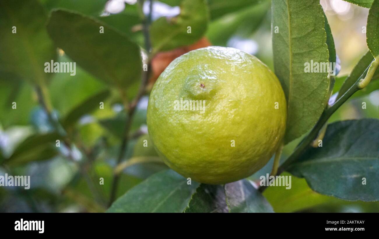 Lemon closeup hi-res stock photography and images - Alamy