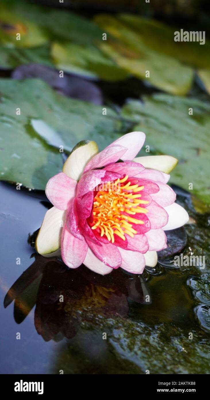 Aquatic plants india hi-res stock photography and images - Alamy