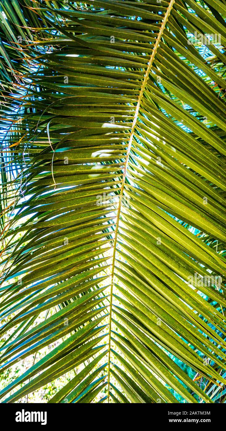 Palm tree leaves Stock Photo - Alamy