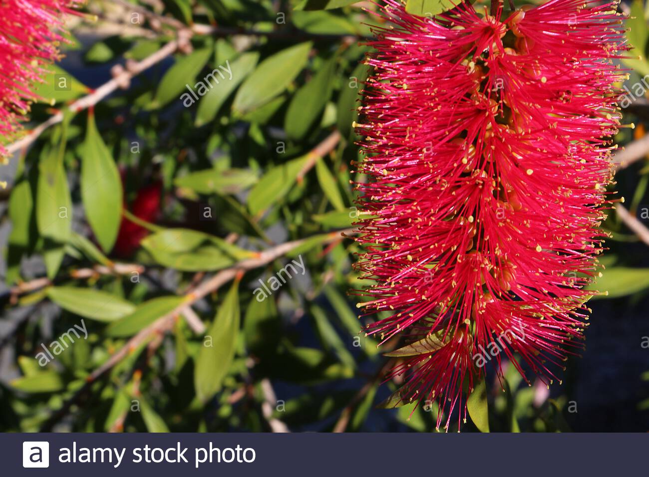 Brush Like Flower Stock Photos & Brush Like Flower Stock Images - Alamy