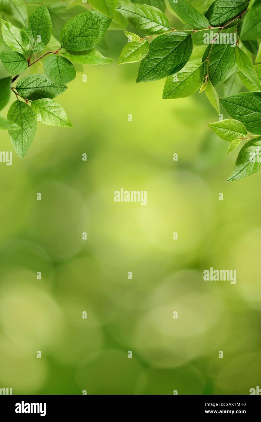 Green out of focus background Stock Photo - Alamy
