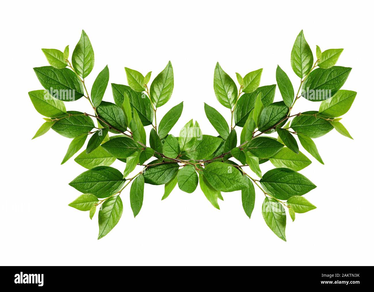 Green leaves arrangement isolated on white Stock Photo - Alamy