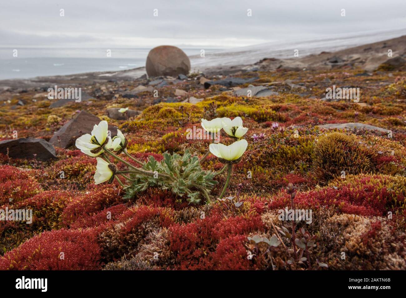 Champ Island, Franz Josef Land, Russian Arctic Stock Photo - Alamy
