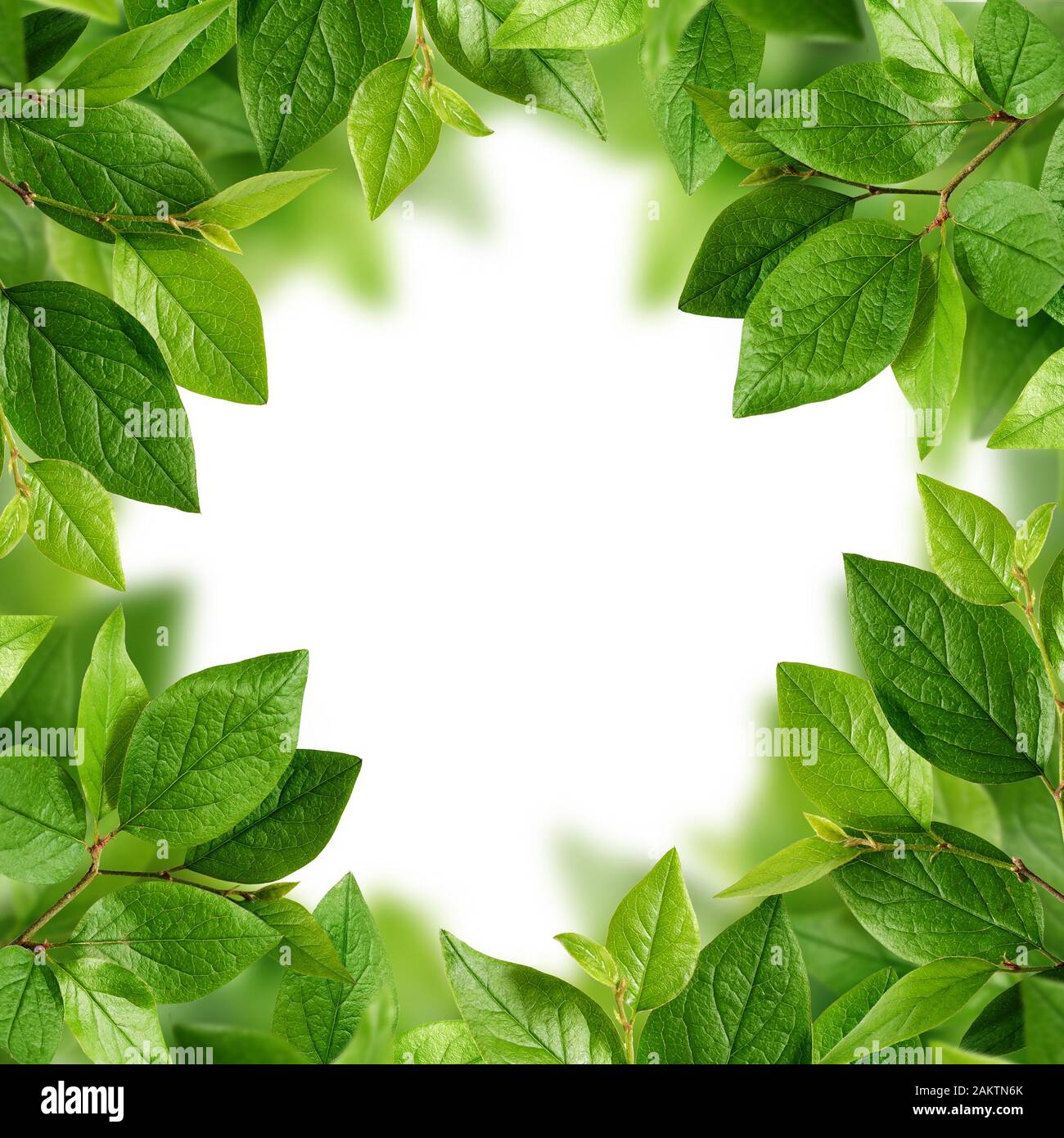 Green leaves frame on white background Stock Photo - Alamy