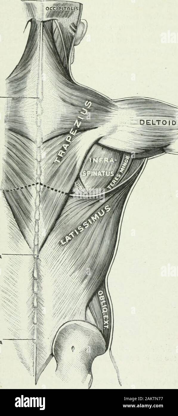 Thespine hi-res stock photography and images - Alamy