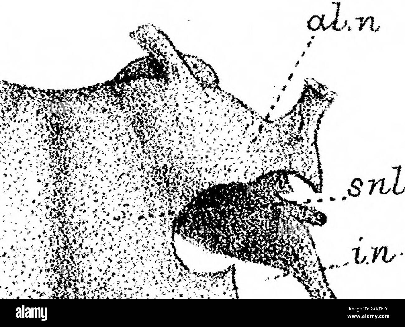 On the Structure and Development of the Skull in the BatrachiaPart II ...