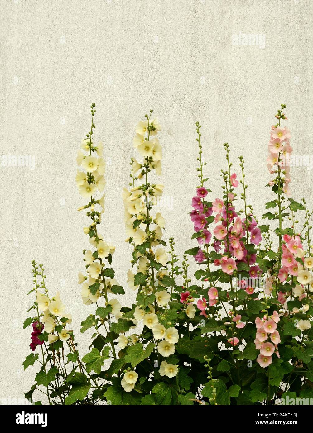 Hollyhocks flowers background hi-res stock photography and images - Alamy