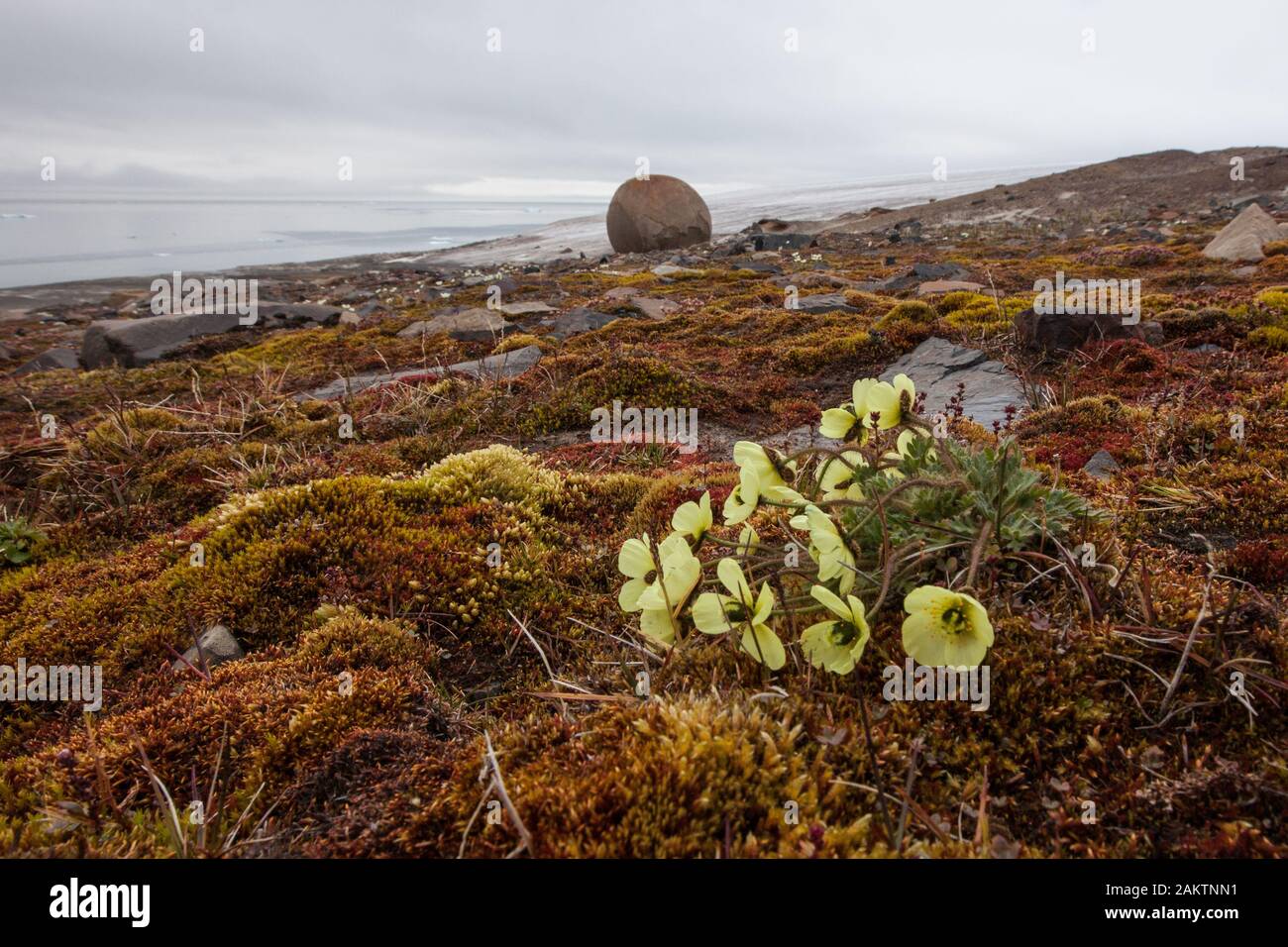 Champ Island, Franz Josef Land, Russian Arctic Stock Photo - Alamy