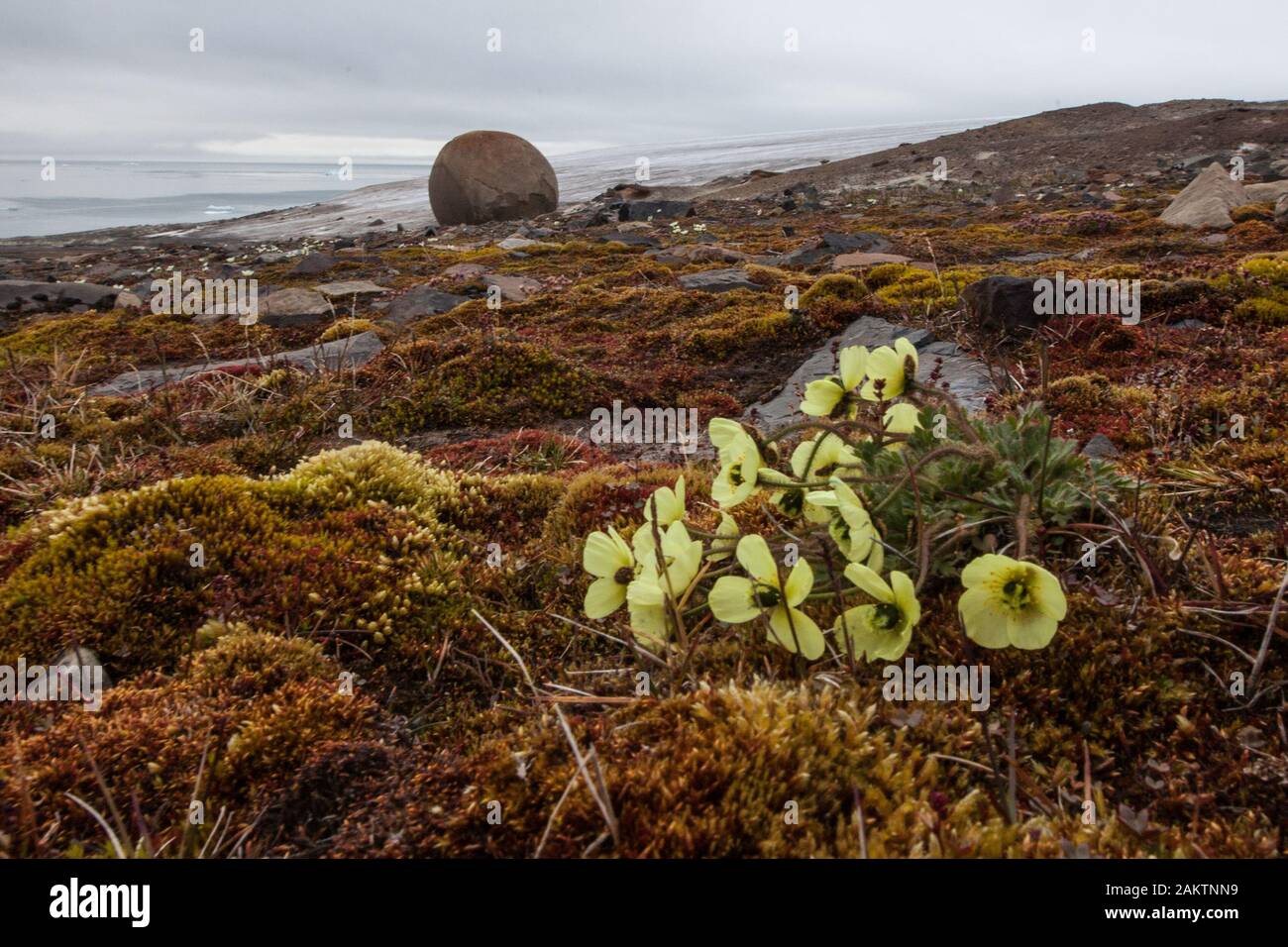 Champ Island, Franz Josef Land, Russian Arctic Stock Photo - Alamy