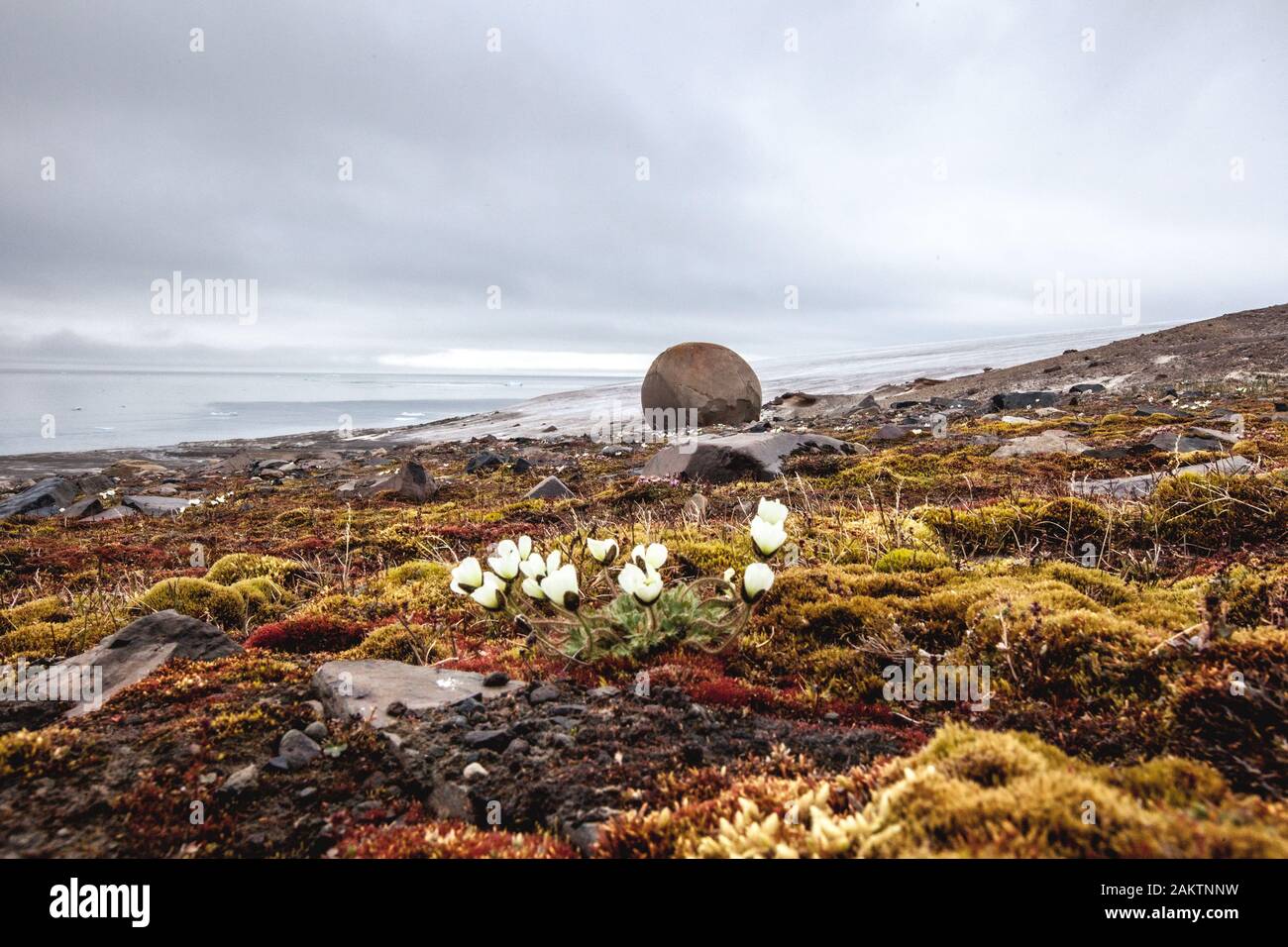 Champ Island, Franz Josef Land, Russian Arctic Stock Photo - Alamy
