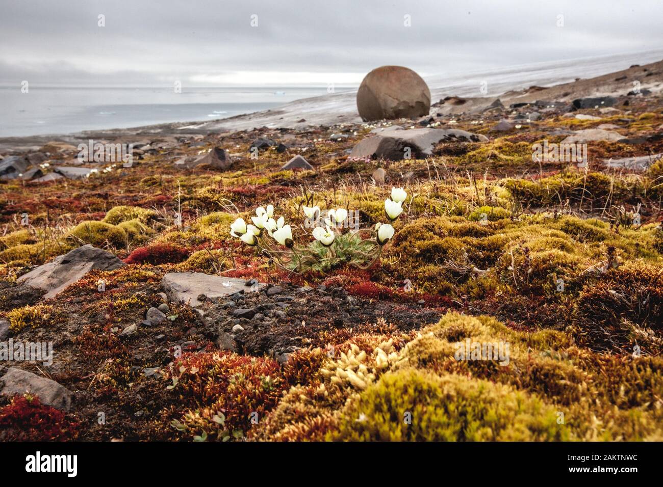 Champ Island, Franz Josef Land, Russian Arctic Stock Photo - Alamy