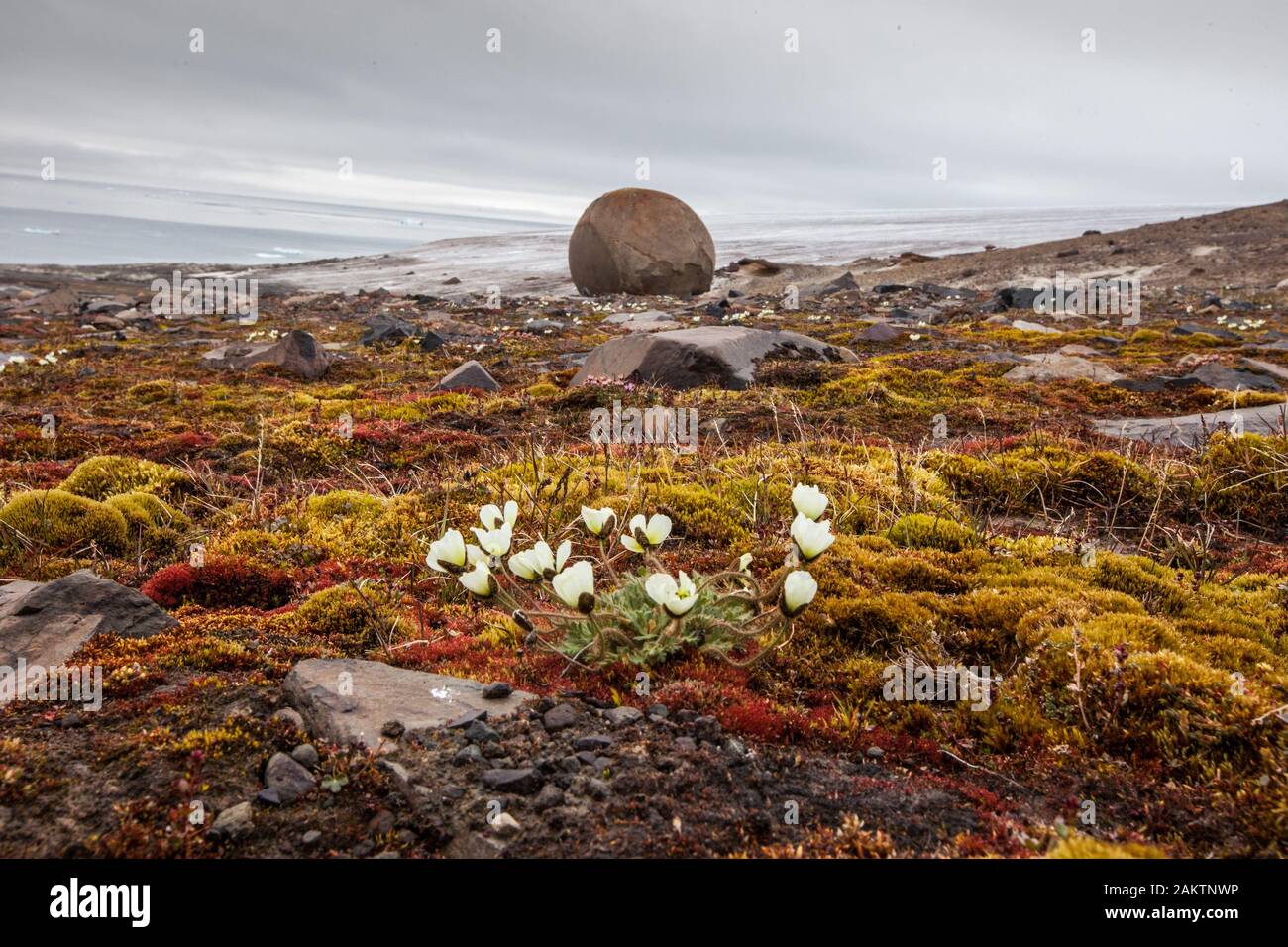 Champ Island, Franz Josef Land, Russian Arctic Stock Photo - Alamy
