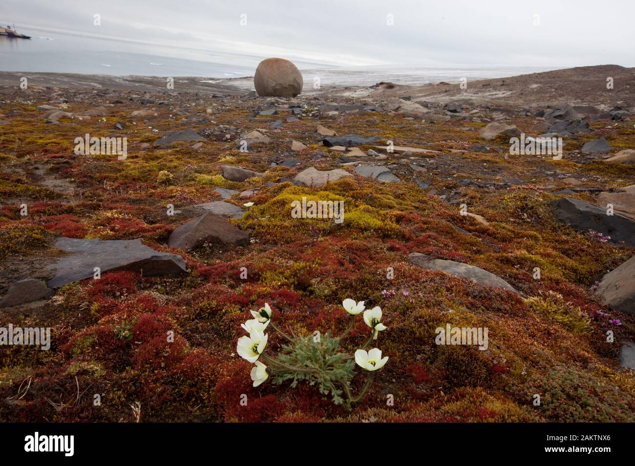 Champ Island, Franz Josef Land, Russian Arctic Stock Photo - Alamy