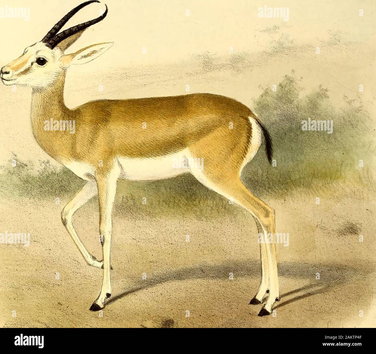 Galicha hi-res stock photography and images - Alamy