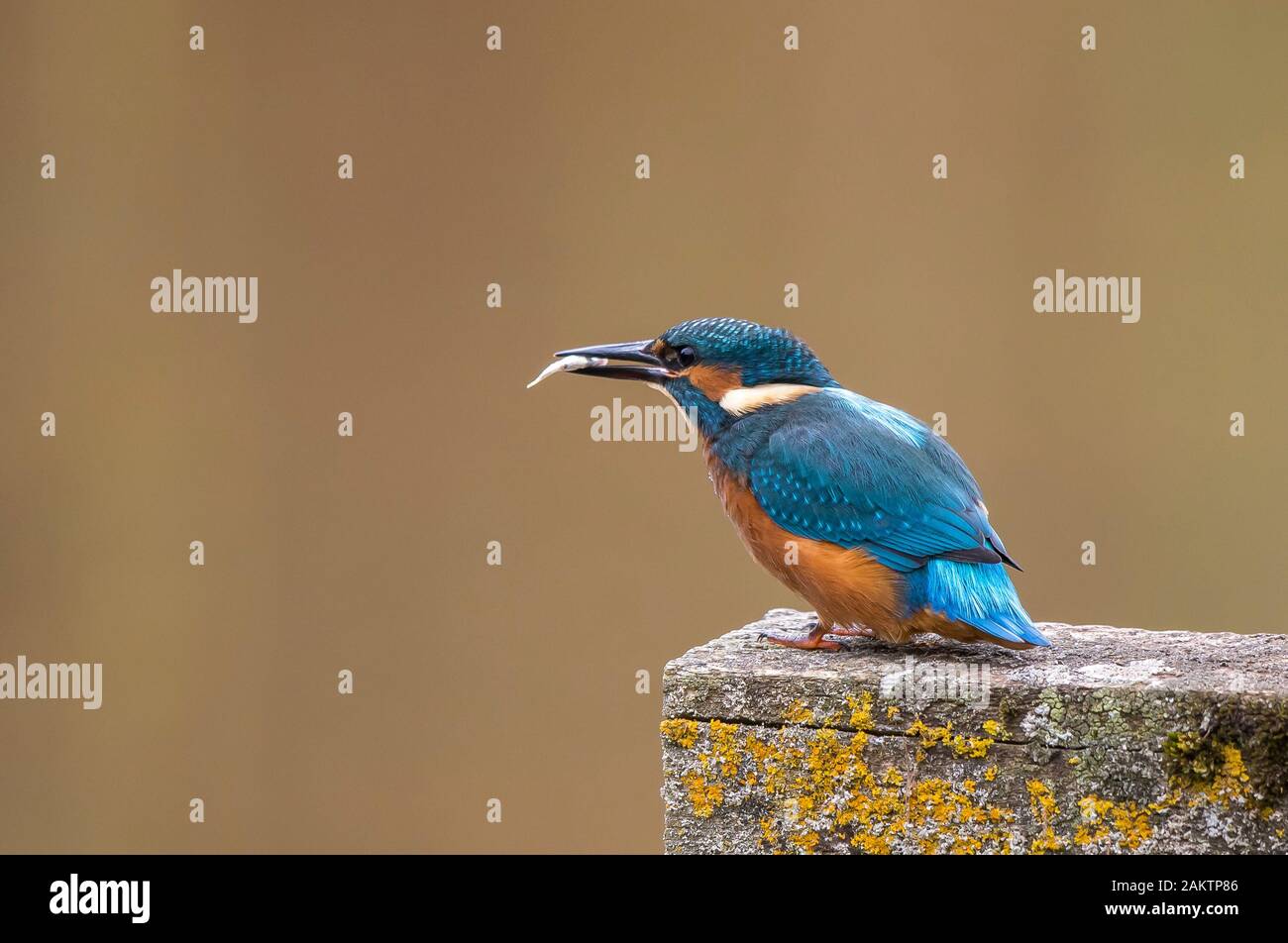 Kingfisher uk fish hi-res stock photography and images - Alamy