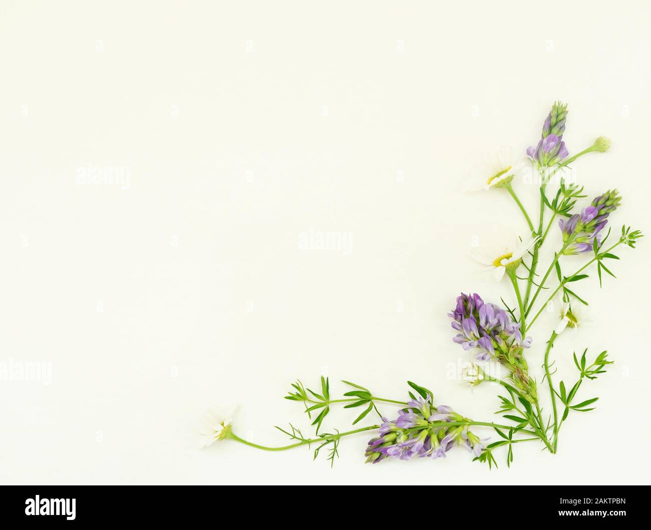 Wild flowers corner on white paper background Stock Photo - Alamy