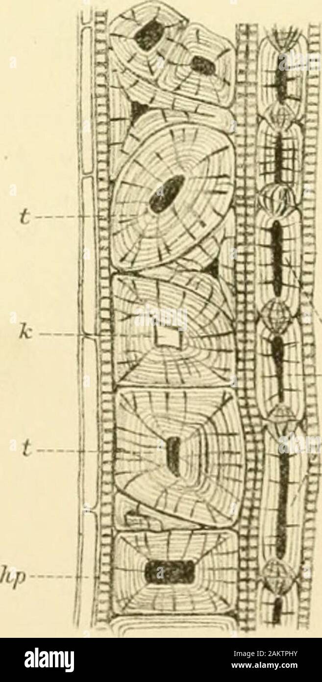 Chisso hi-res stock photography and images - Alamy
