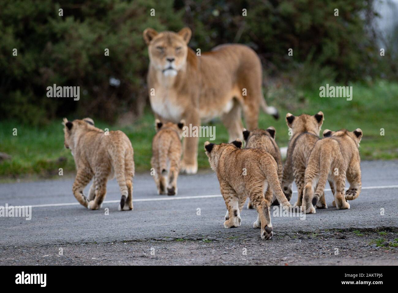 West midlands safari park lions hi-res stock photography and images - Alamy