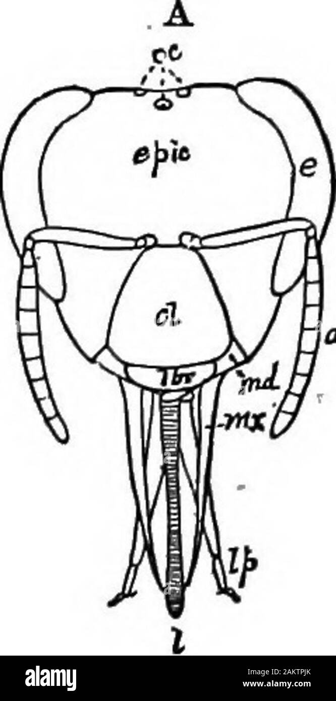 First lesson in zoology : adapted for use in schools . Fig. 134.—Head ...