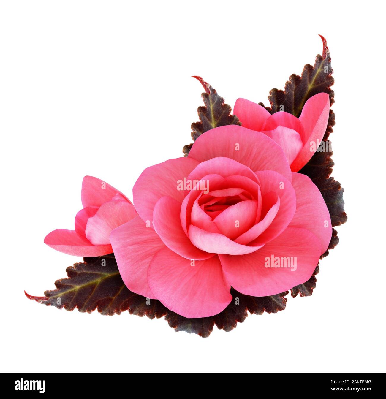 Pink begonia flower isolated on white Stock Photo - Alamy