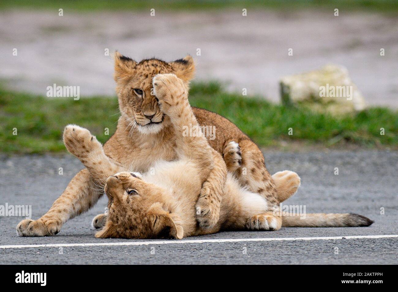 West midlands safari park lions hi-res stock photography and images - Alamy