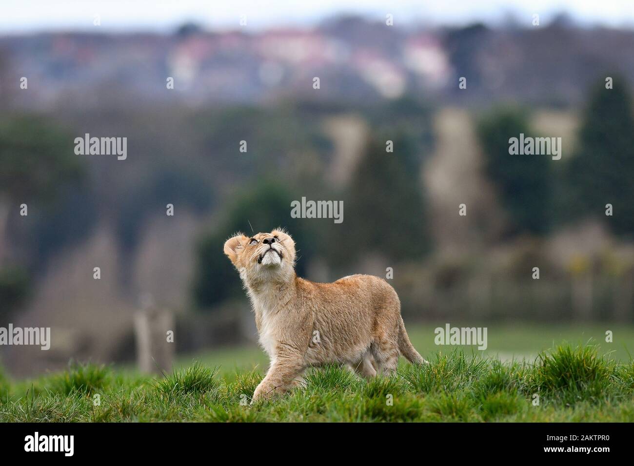 West midlands safari park lions hi-res stock photography and images - Alamy