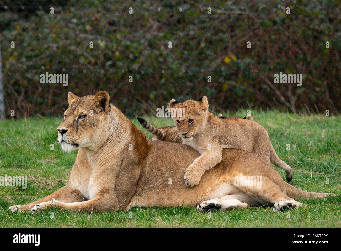West midlands safari park lions hi-res stock photography and images - Alamy