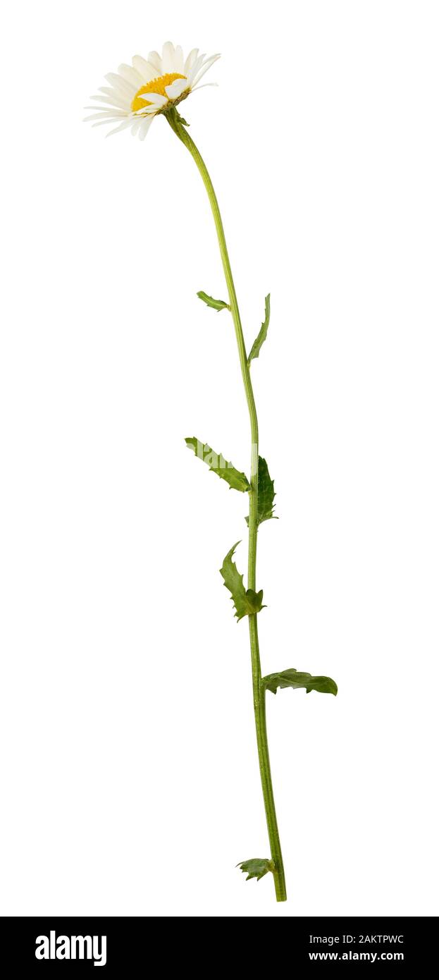 Daisy flower isolated on white Stock Photo - Alamy