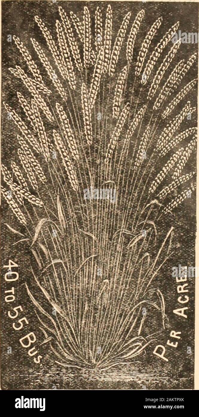 Millingwheat hi-res stock photography and images - Alamy