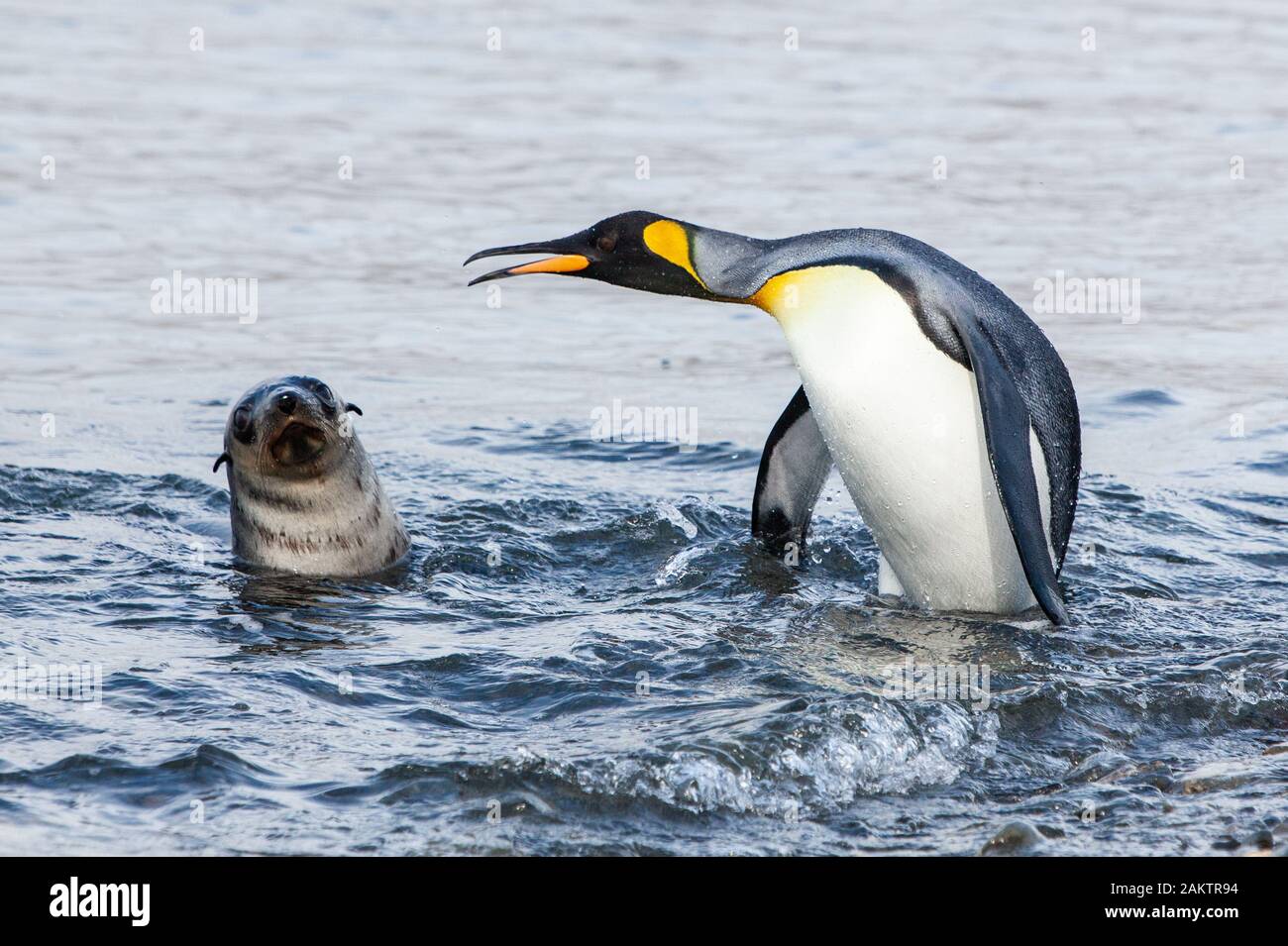 fur seal and king penguin, South Georgia, Antarctica Stock Photo - Alamy