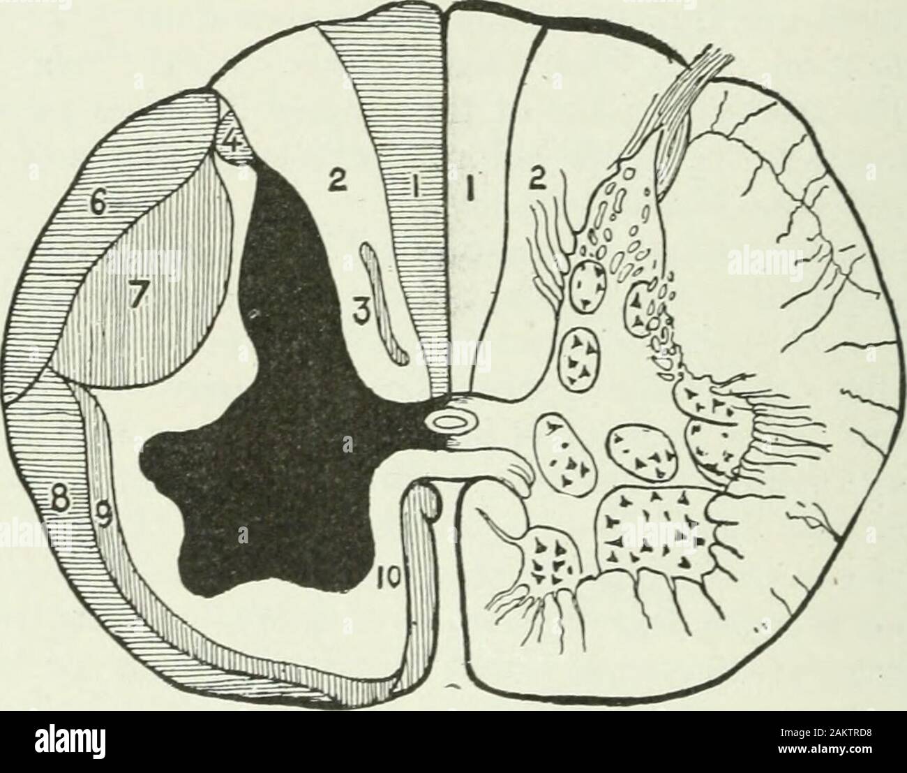 Applied anatomy and kinesiology; the mechanism of muscular movement ...
