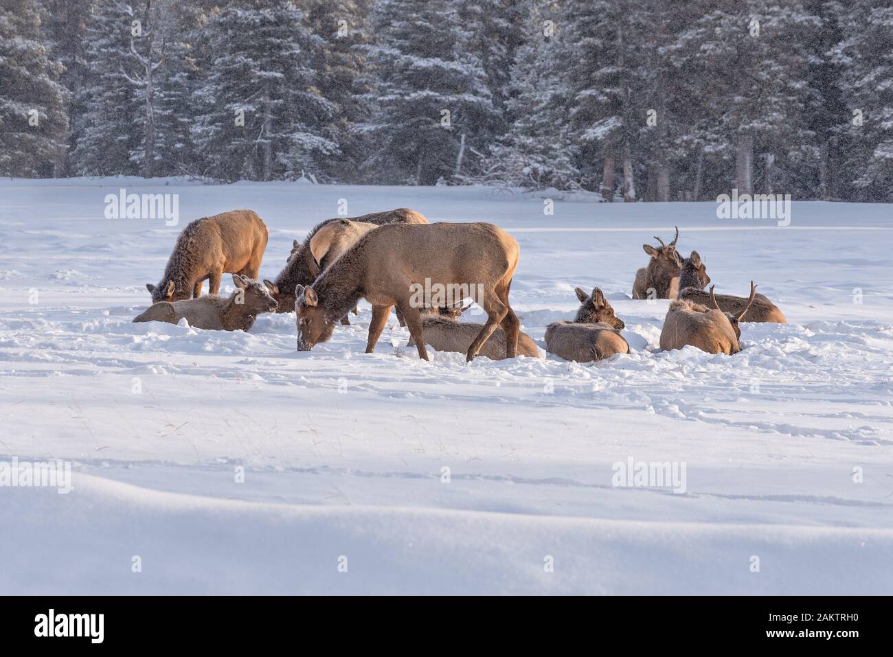 Elk in Snowy Meadow in Banff National Park, Alberta, Canada Stock Photo ...