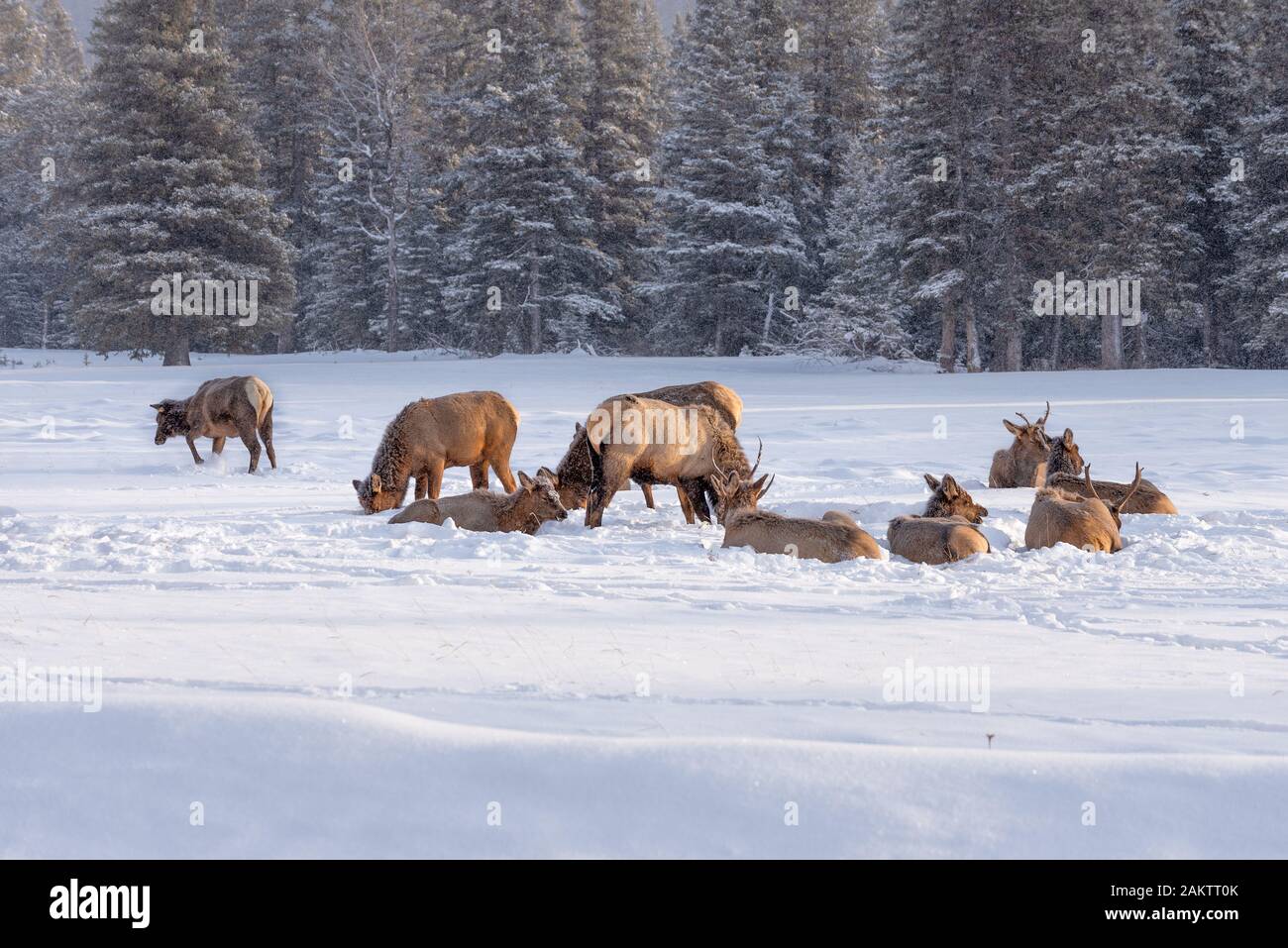 Elk in Snowy Meadow in Banff National Park, Alberta, Canada Stock Photo ...