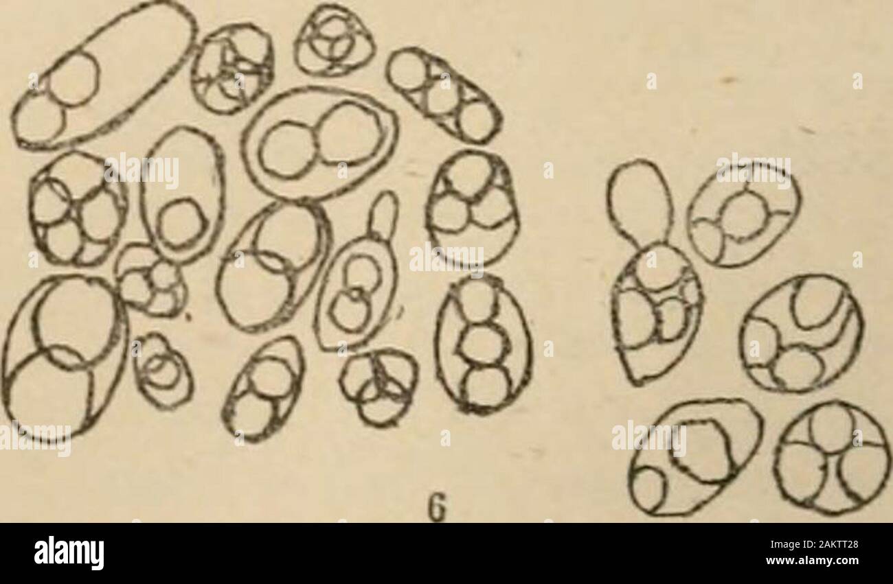Ascospore Formation