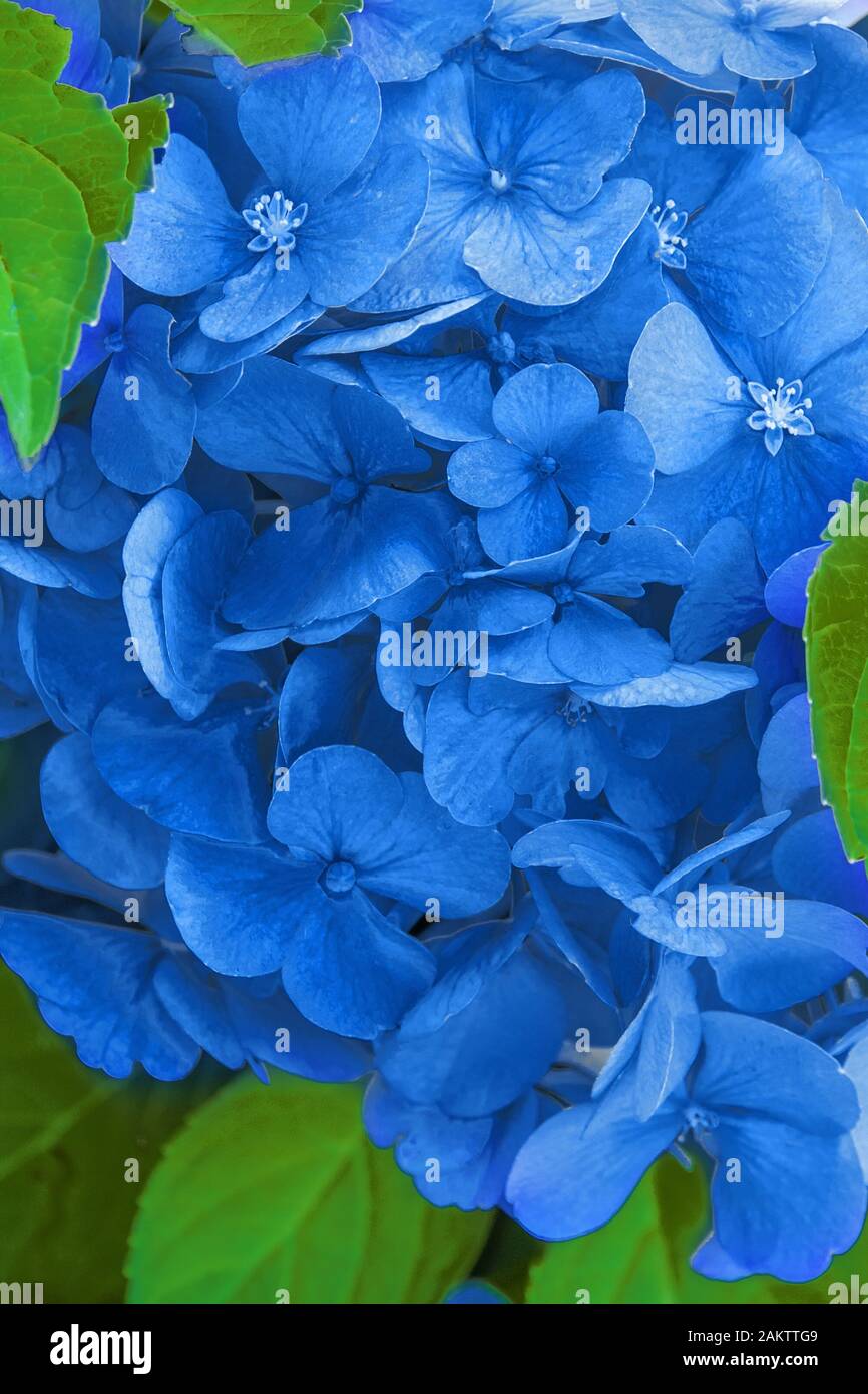 Blue hydrangea flower hydrangea macrophylla in the garden. Natural ...