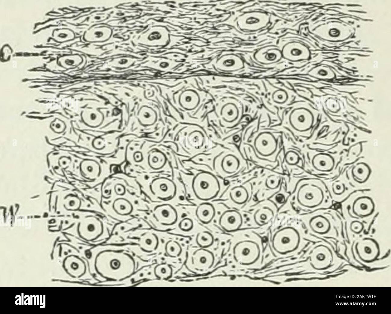 Microscopic roots hi-res stock photography and images - Alamy