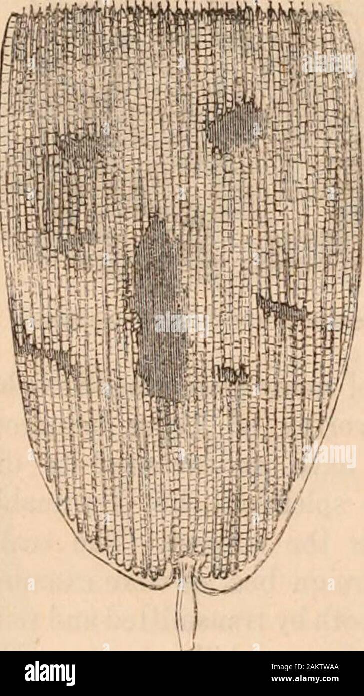 Diamond Beetle High Resolution Stock Photography and Images - Alamy