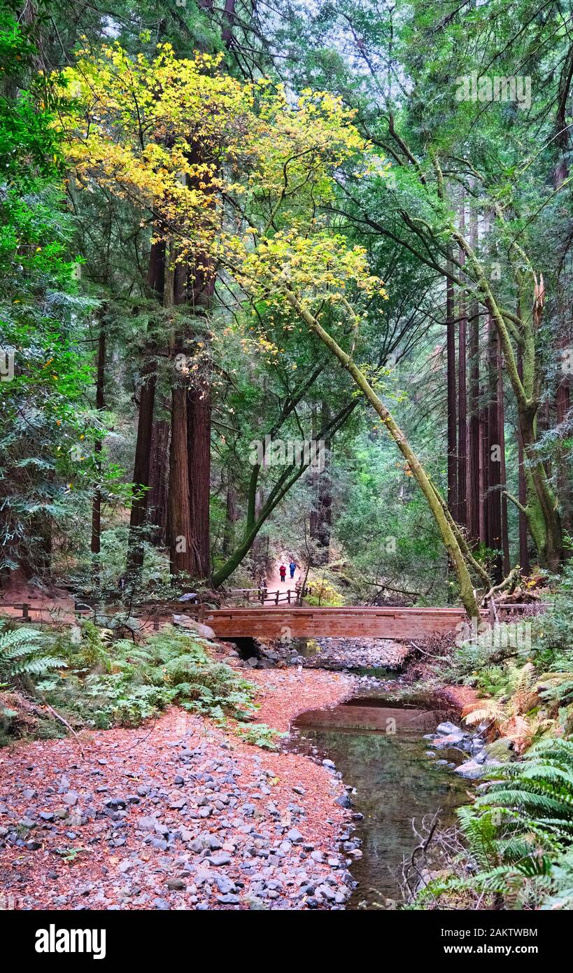 Redwood forest stream hi-res stock photography and images - Alamy