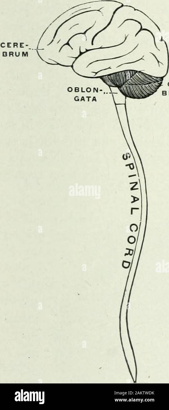 Fissures leg hi-res stock photography and images - Alamy