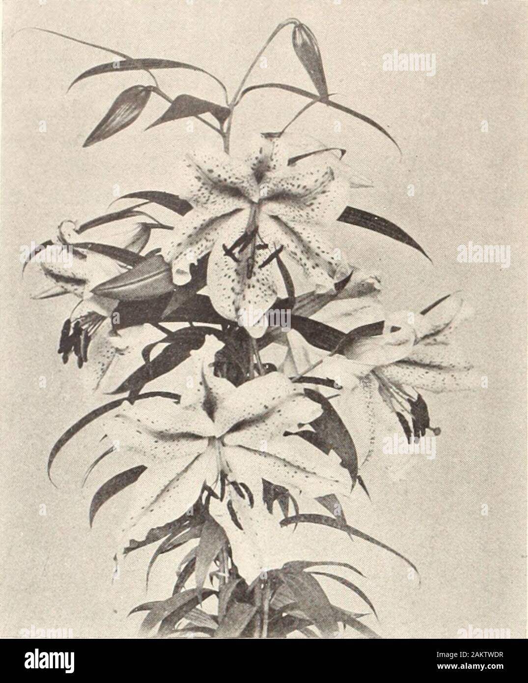 American homes and gardens . ower. All kinds of retarded plants ...