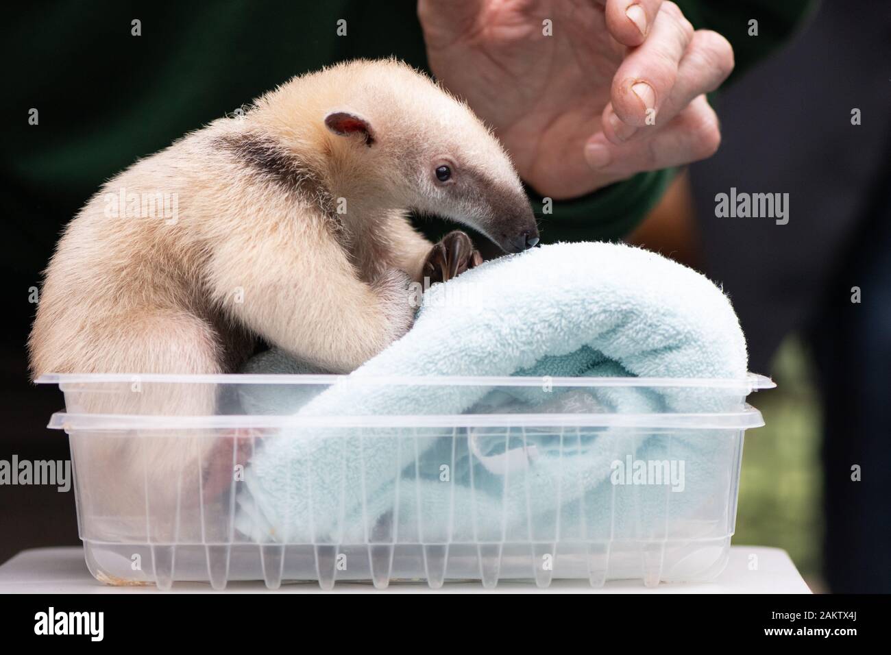 Dresden, Germany. 10th Jan, 2020. Olaf Lohnitz, animal keeper at ...