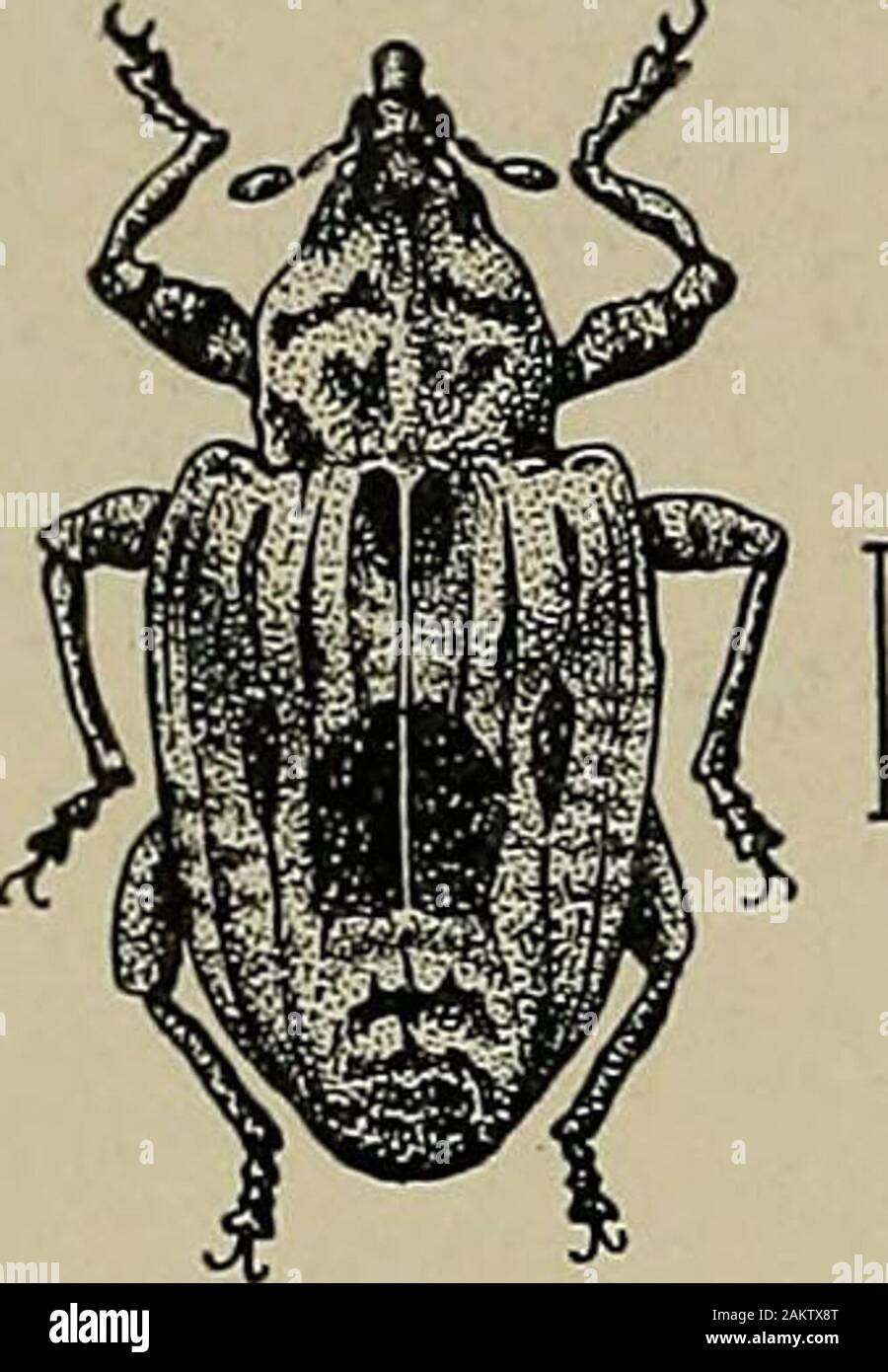 [Fruit culture] . ^ the maggots.. Fig. 21 33. Plum Curculio.—In Fig. 21 ...