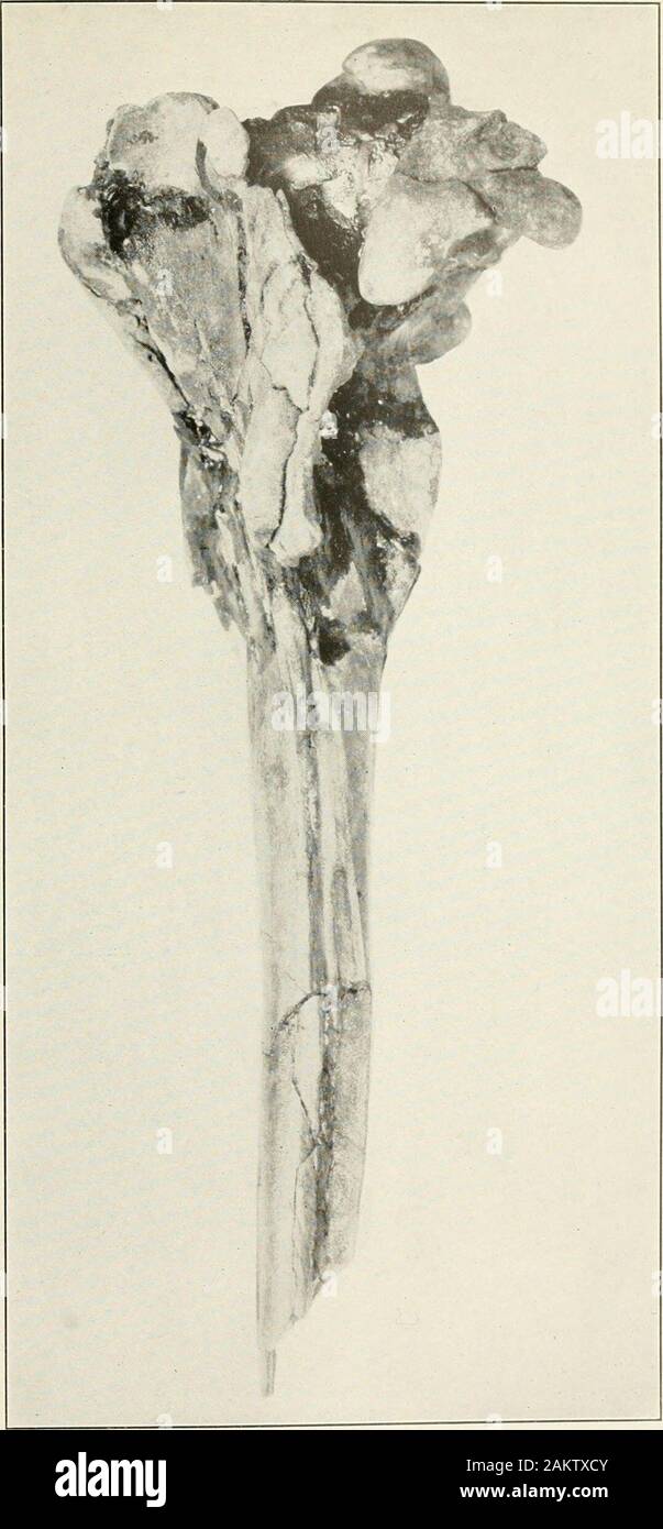 Proceedings of the United States National Museum . Views of Two Skulls ...