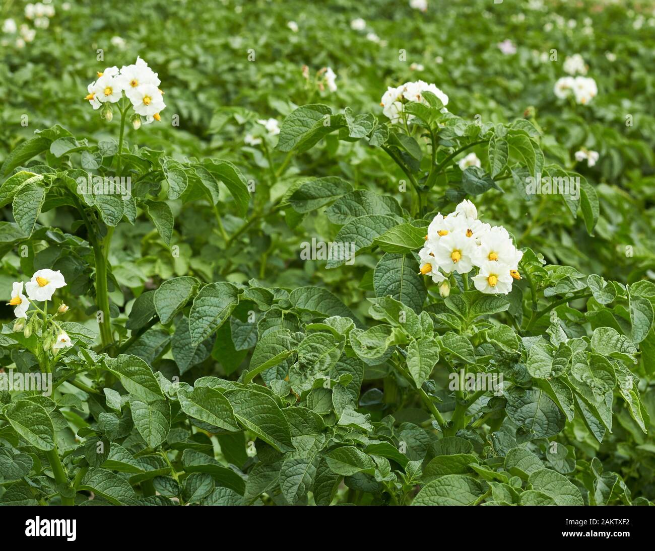 Potato plant blooming during vegetation with white flowers and young ...