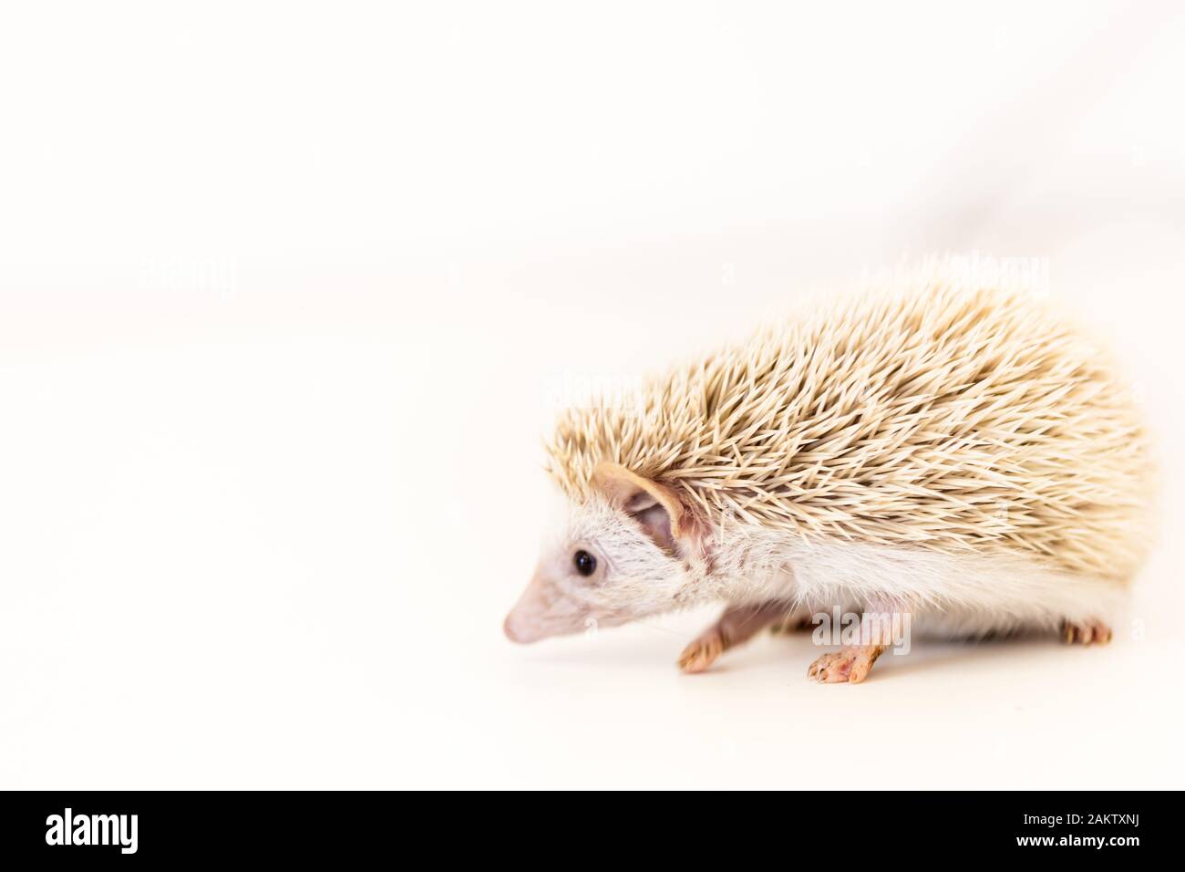 cute baby hedgehog pet on a white table isolated to a white background ...