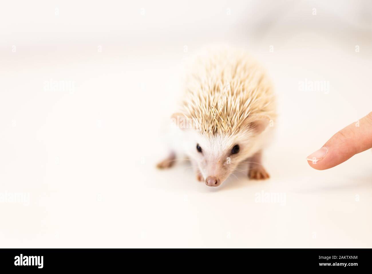 cute baby hedgehog pet on a white table isolated to a white background ...