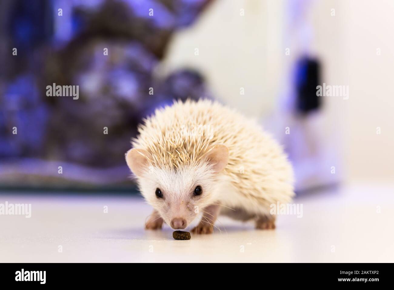 cute baby hedgehog pet on a white table isolated to a white background ...