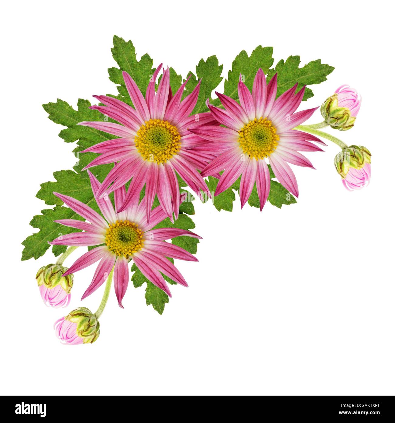 Aster garden border Cut Out Stock Images & Pictures - Alamy