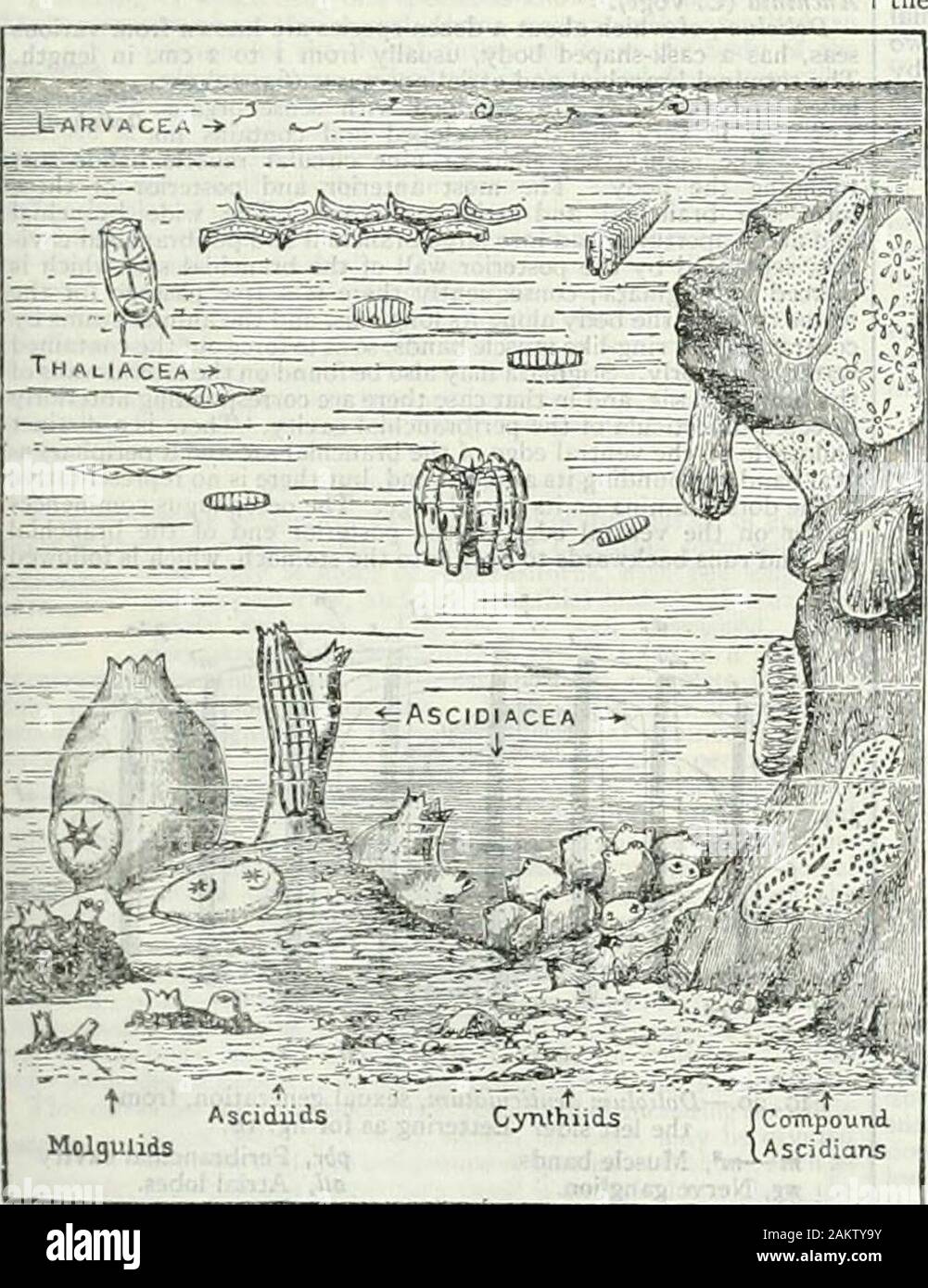 Mesenteron High Resolution Stock Photography and Images - Alamy