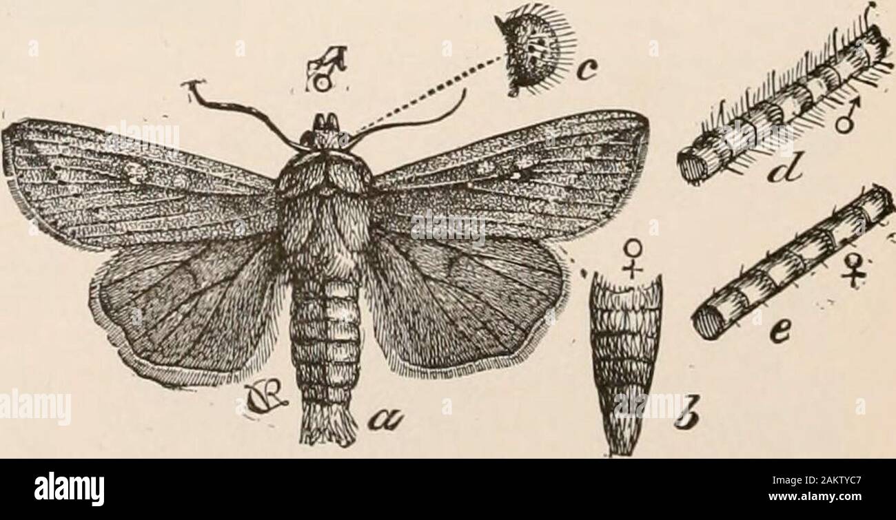 Haw moth hi-res stock photography and images - Alamy